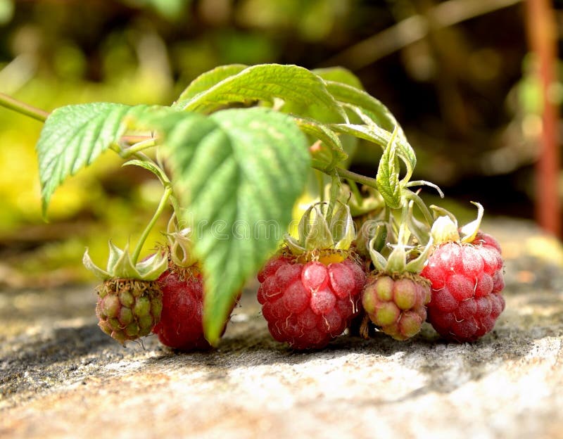 Wilder Himbeerbusch stockfoto. Bild von gesund, betrieb - 74924000