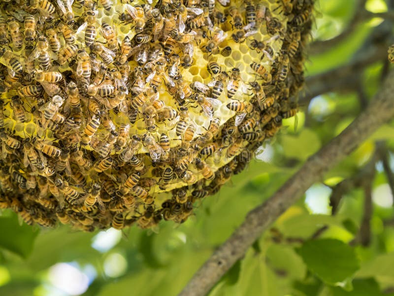 Wilder Honigbienen-Bienenstock in Einem Baum Stockbild - Bild von baum ...