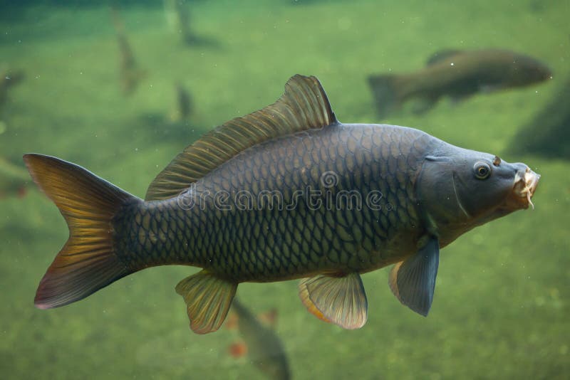 Wilder Karpfen Cyprinus Carpio Stockbild - Bild von schwimmen, europa ...