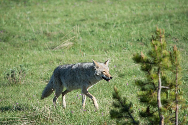 Kojote, Der Auf Einem Gebiet Steht Stockbild - Bild von säugetier, jagd ...