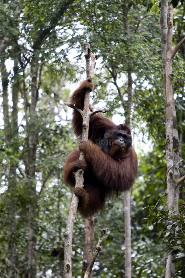 Weiblicher Borneo-Orang-Utan Mit Seinem Jungen, Hängend Beim Semenggoh ...