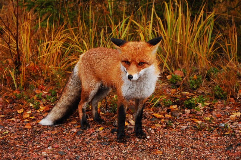 Roter Fuchs (4 Jahre) - Vulpes Vulpes Stockbild - Bild von tier ...
