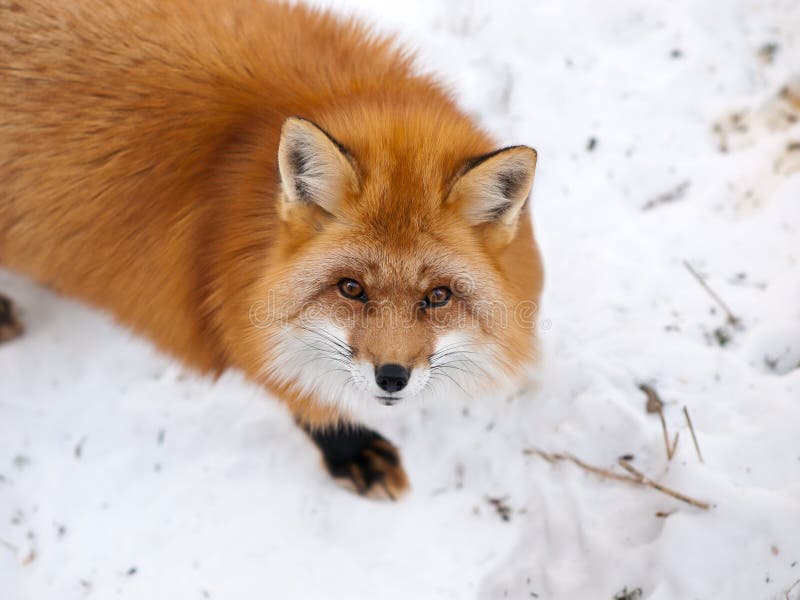 Wilder roter Fuchs stockfoto. Bild von wildnis, raub - 17594044