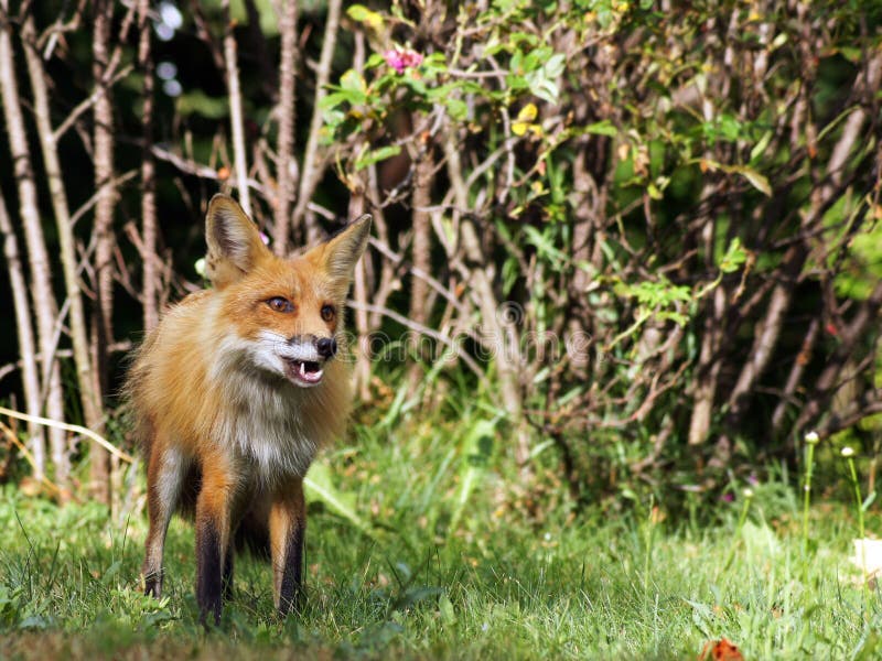 Roter Fuchs stockfoto. Bild von tatzen, fuchs, wild, pelz - 12813034