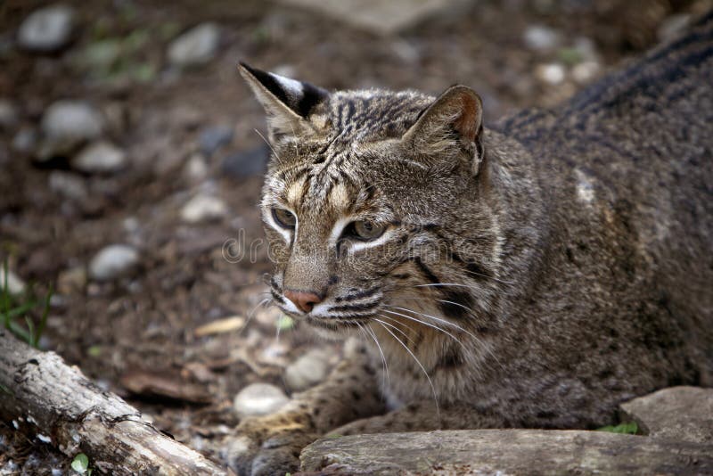 Wilder Rotluchs (Luchs Rufus) Stockbild - Bild von tier, raub: 30975309