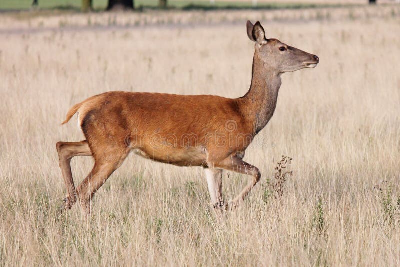Rote Rotwild Frau stockfoto. Bild von wildnis, europa - 27592758