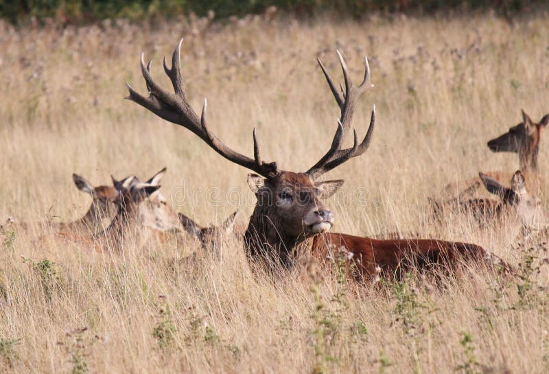 Wilder Rotwildhirsch Im Buschigen Park England Stockbild - Bild von ...
