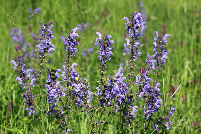 Wilder Salbei stockfoto. Bild von europa, frühjahr, frech - 24453900