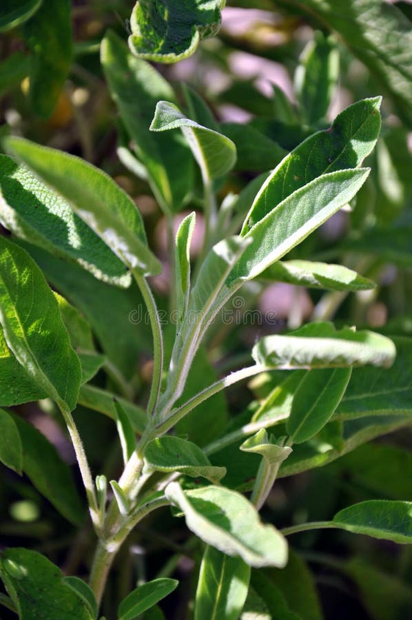 Wilder Salbei-Blumen stockfoto. Bild von salbei, betrieb - 6071718