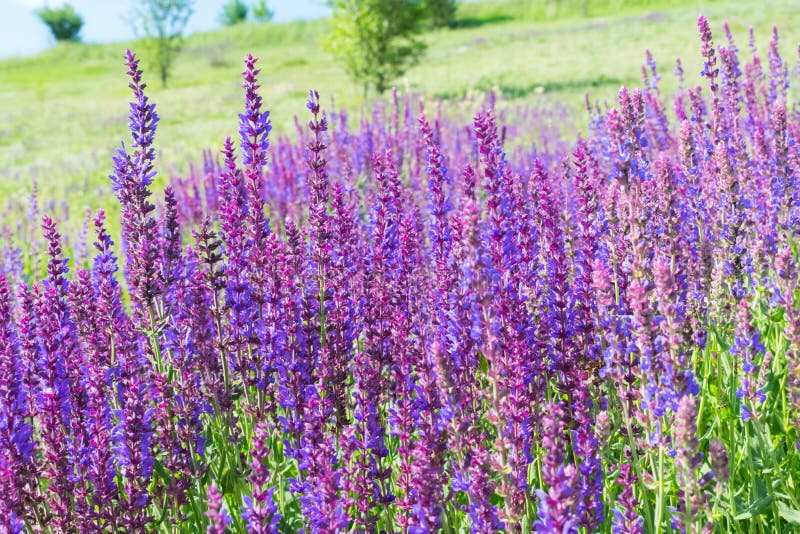 Wilder Salbei-Blumen stockfoto. Bild von blühen, schönheit - 107604324