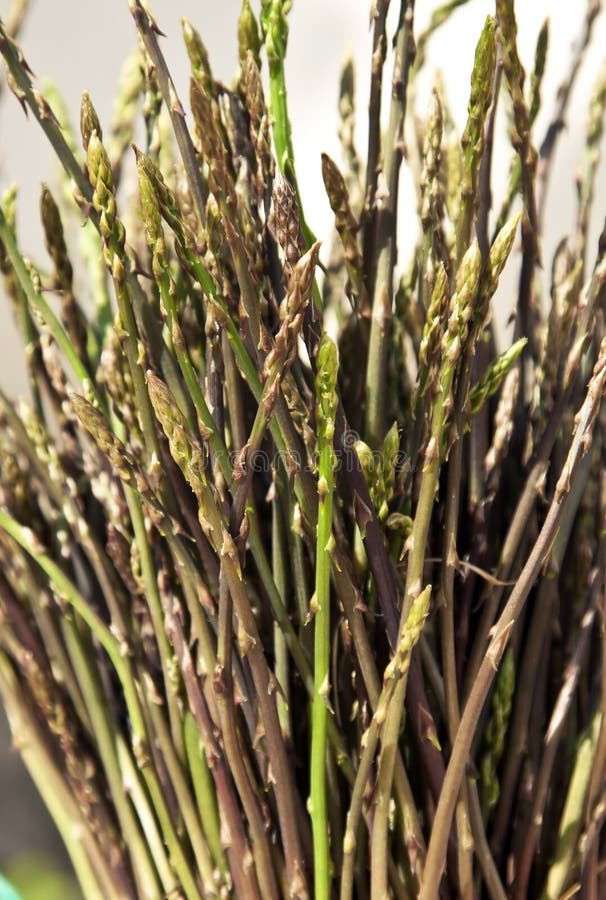 Wilder Spargel stockbild. Bild von geschmackvoll, köstlich - 24233669