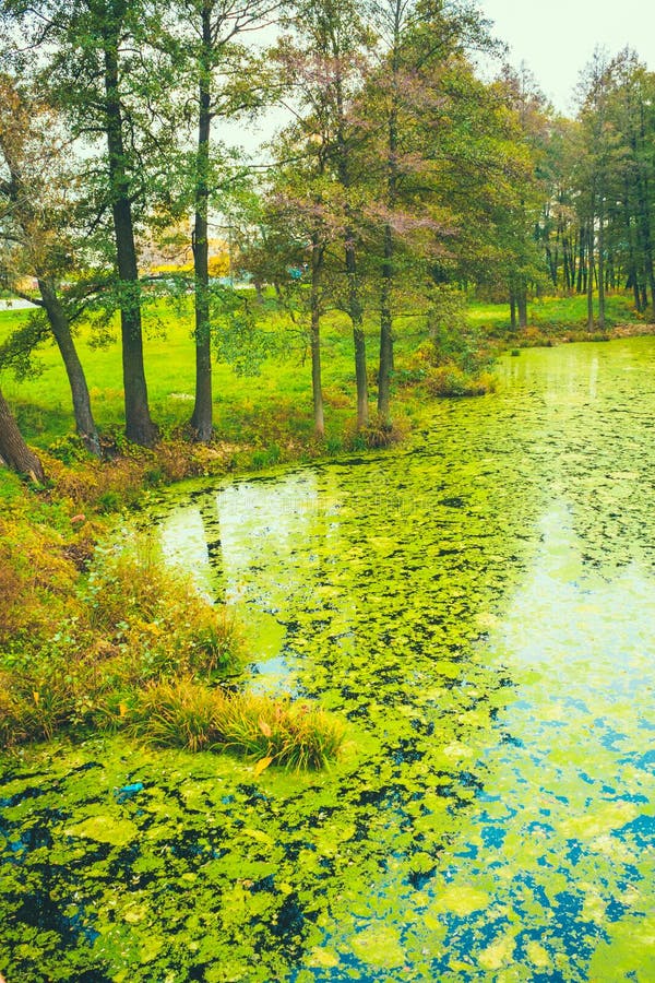 Wilder Sumpf-Sumpf stockfoto. Bild von wald, üppig, geheimnis - 37034482