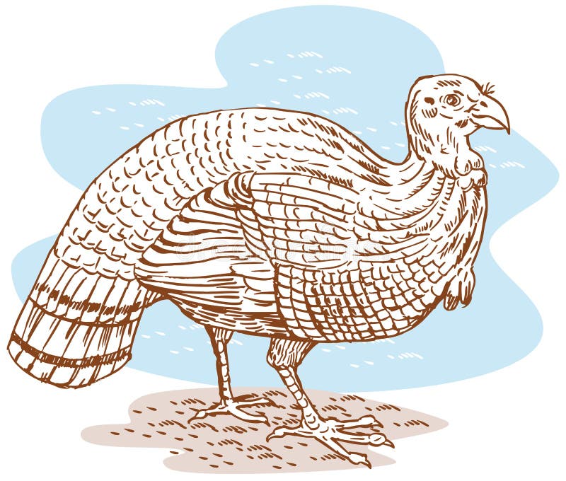 Wildtruthahn vektor abbildung. Illustration von wildnis - 6966484