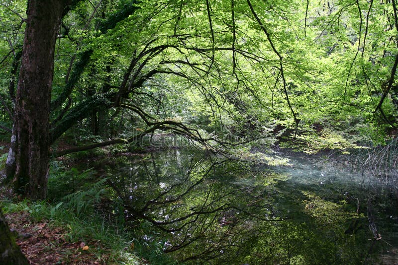 Wilder Wald stockfoto. Bild von üppigkeit, grün, kabel - 53798876