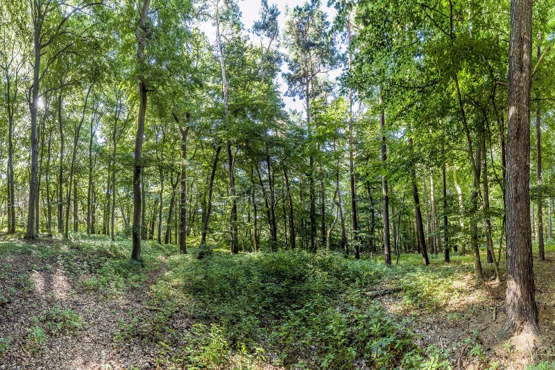 Wilder Wald in Der Insel Von Usedom Stockfoto - Bild von rein, holz ...