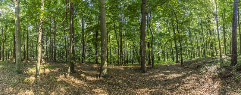 Wilder Wald in Der Insel Von Usedom Stockfoto - Bild von rein, holz ...