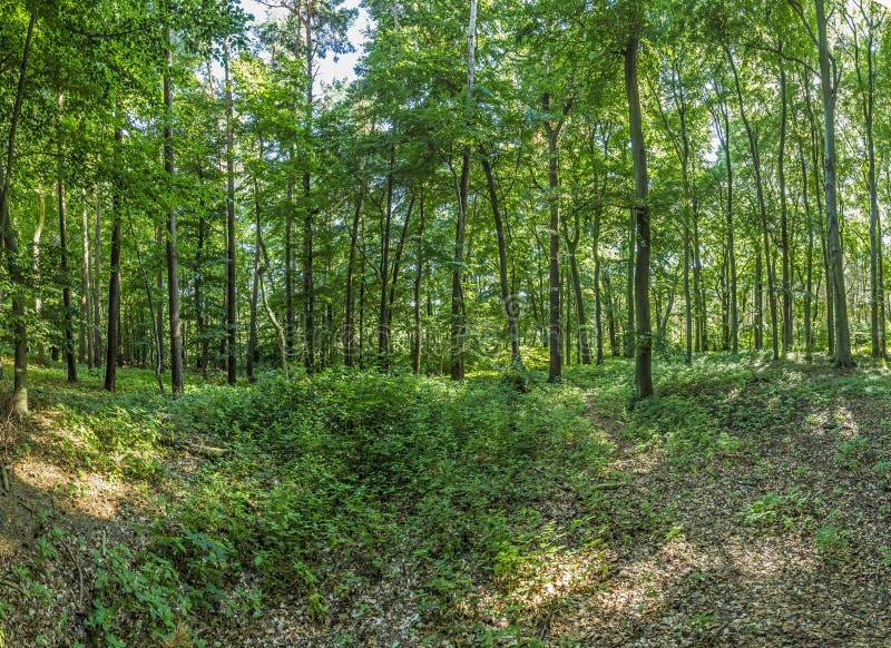 Wilder Wald in Der Insel Von Usedom Stockfoto - Bild von rein, holz ...