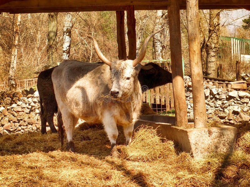 Stier Essen Stockfotos und Bilder - Laden Sie 7,672 lizenzfreie Fotos ...
