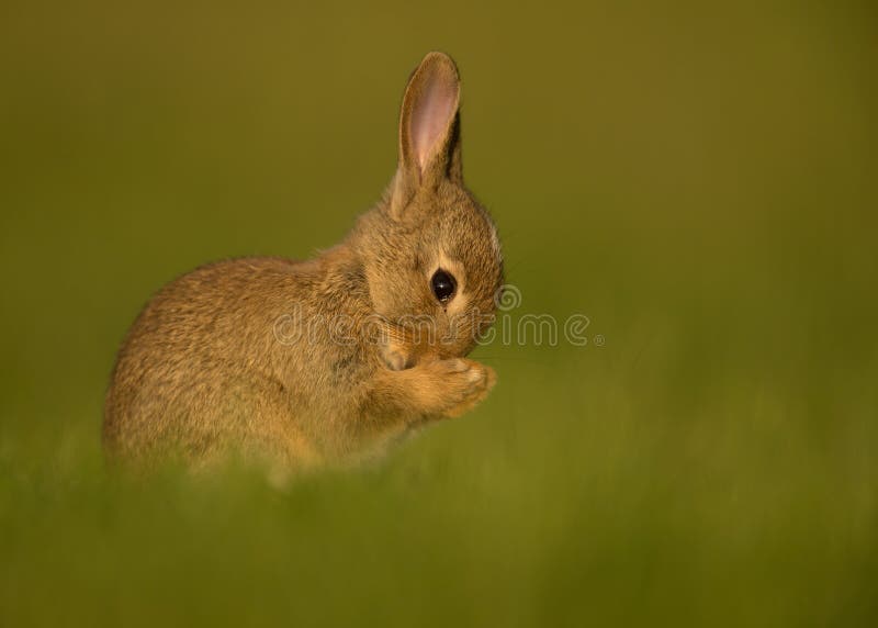 Wilder Wildkaninchen Oryctolagus Cuniculus Stockfoto - Bild von grau ...