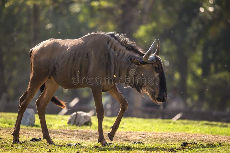 Wilderbeast stock image. Image of wind, animal, wildlife - 37412909