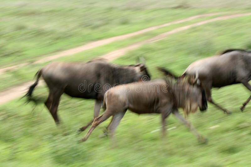 Wilderbeast - Serengeti Safari, Tanzania, Africa Stock Photo - Image of ...