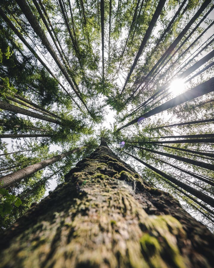 Wilderness Background Looking Up Tree Trunk To Forest Canopy Stock ...