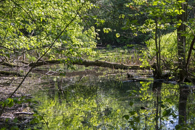 Wilderness Bog in Eastern Canada Stock Photo - Image of wood ...