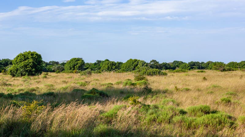 Wilderness Bush Wildlife Terrain Stock Photo - Image of tourism, rugged ...