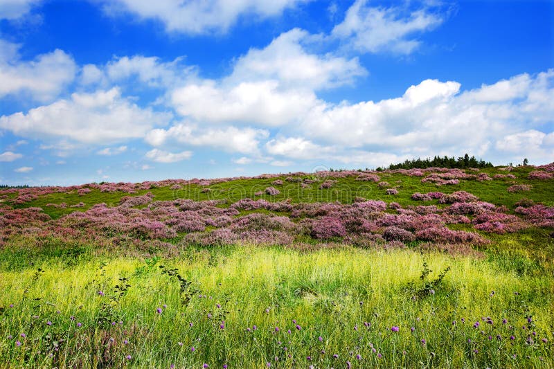 Wilderness in Denmark stock photo. Image of forest, denmark - 3269556