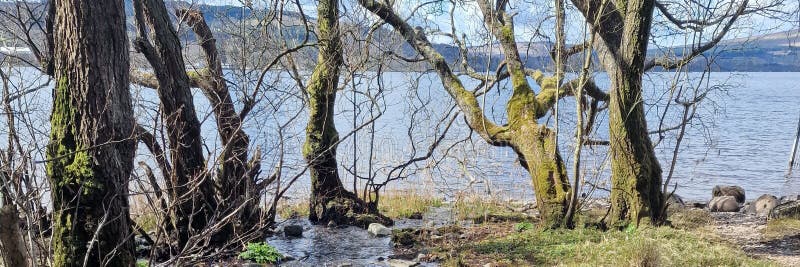 Wilderness on the Edge of Loch Lomond Tree Stock Photo - Image of ...
