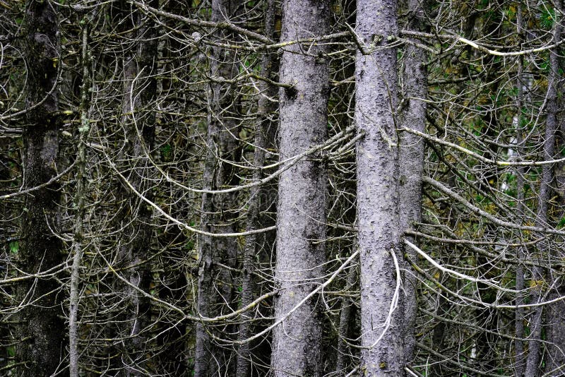 Wilderness Forest of Pine Trees Limbs and Branches Stock Photo - Image ...