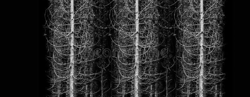Wilderness Forest of Pine Trees Limbs and Branches Black Background ...