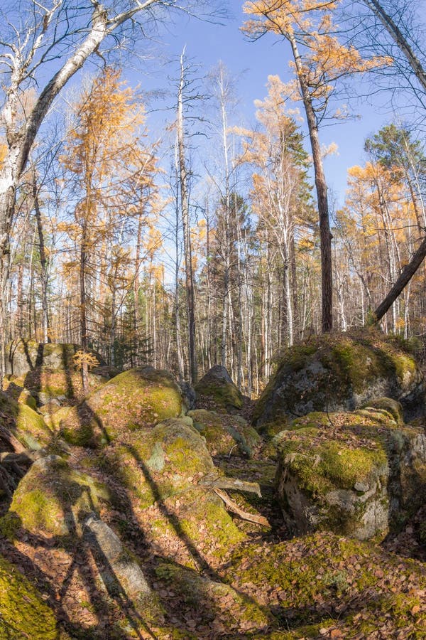 Wilderness Landscape Forest with Pine Trees and Moss on Rocks Stock ...