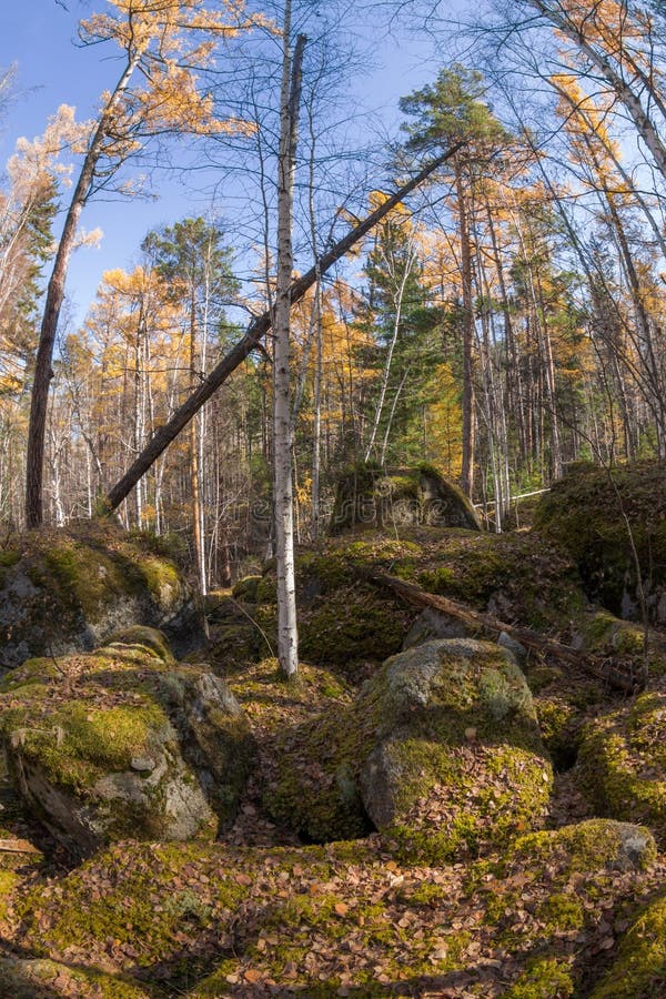 Wilderness Landscape Forest with Pine Trees and Moss on Rocks Stock ...