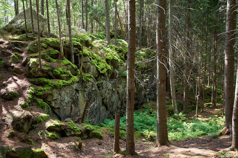 Wilderness Landscape Forest with Rocks, Fir Trees and Moss Stock Photo ...