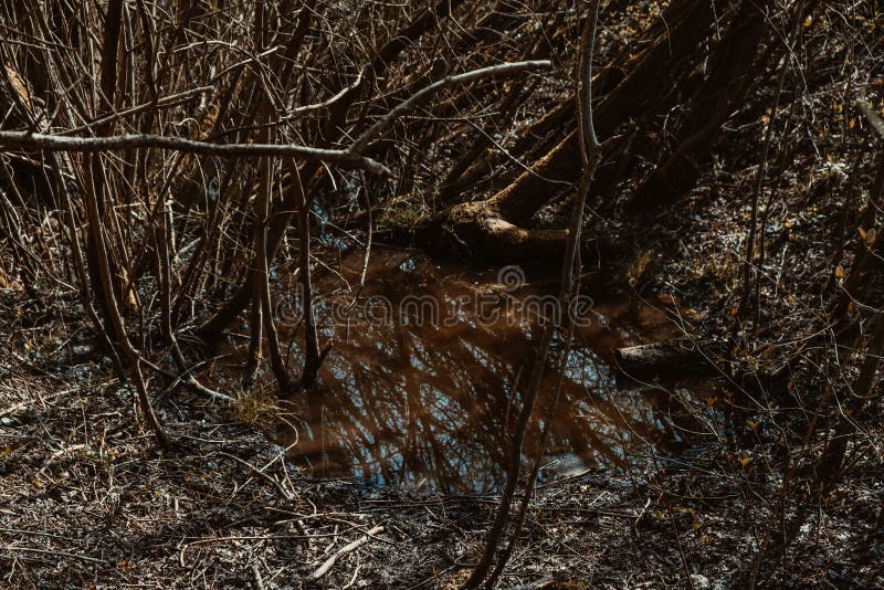 Wilderness and Large Puddle of Meltwater Stock Photo - Image of swamp ...