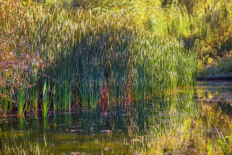 Reed in the swamp stock image. Image of pond, outdoors - 145610067