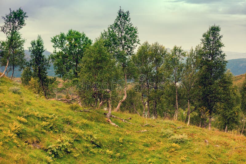Trees grow on the hillside stock photo. Image of magic - 105545352