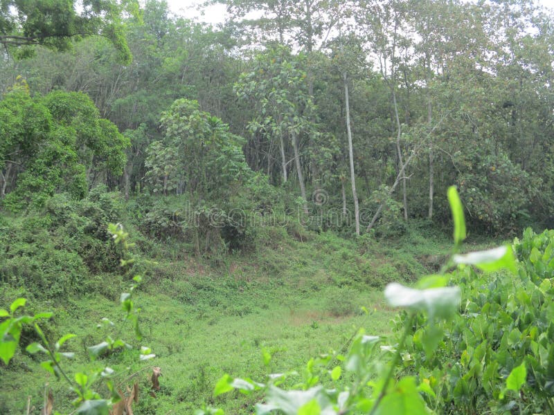 Wilderness Protected Forest Stock Photo - Image of conditions, garden ...