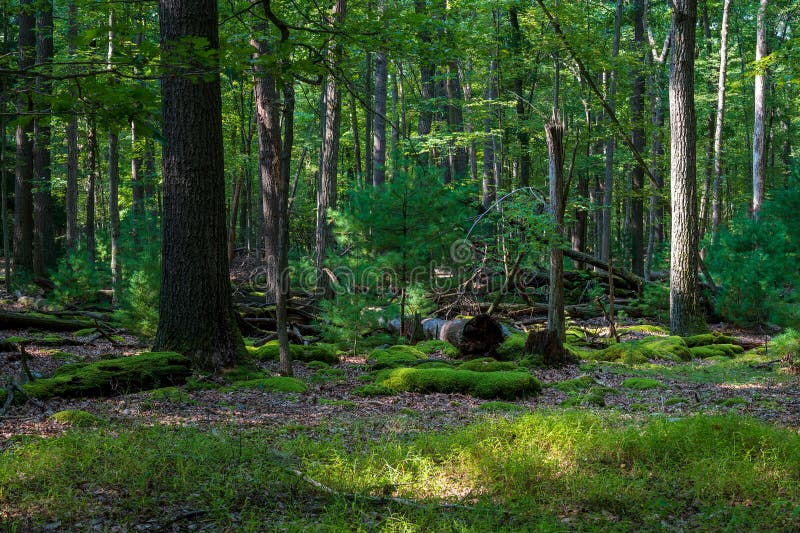 Wilderness Scene with Hardwoods, Vegetation and Moss Stock Image ...