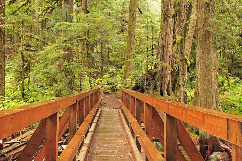 Hiking Trail Bridge stock image. Image of trees, trail - 22260217