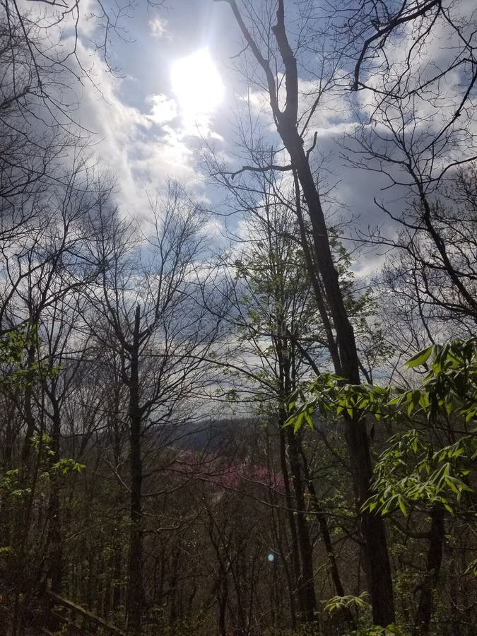 Wilderness trees high up stock image. Image of snow - 193047463