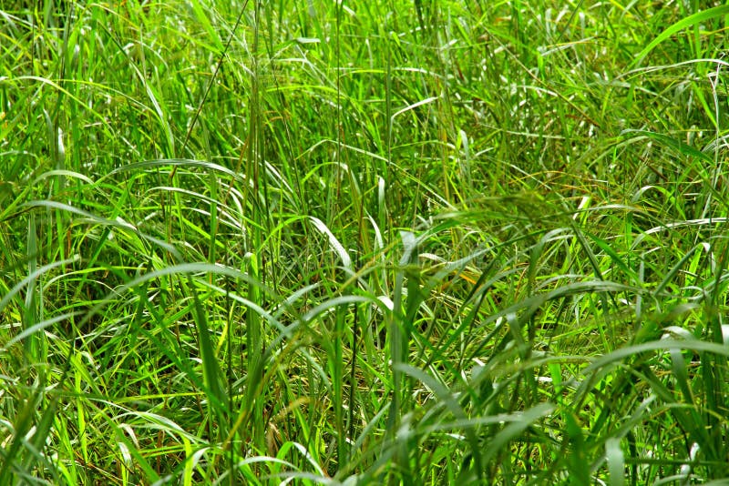 Wildes Dschungel-Gras stockfoto. Bild von umgebung, hoch - 35110132