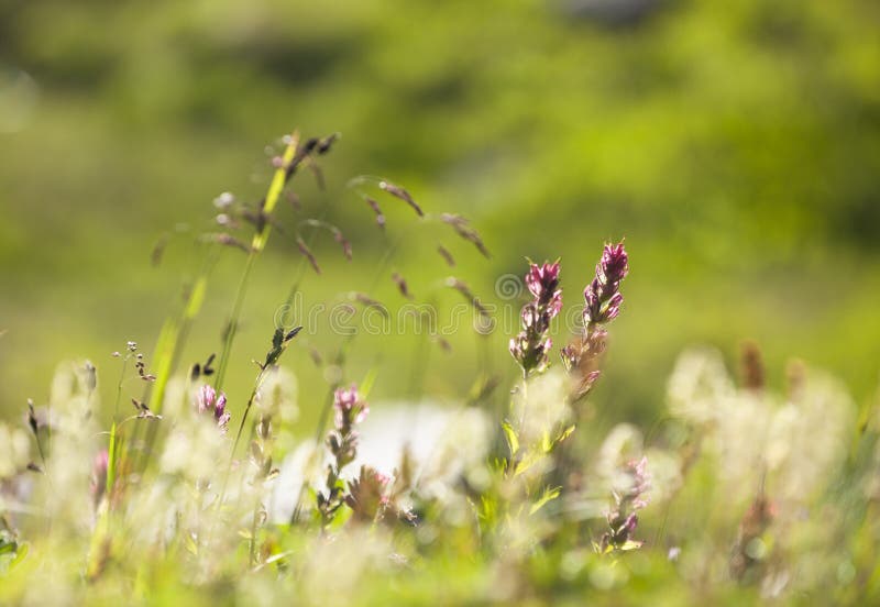 Wildes Gras stockbild. Bild von sonnenschein, dschungel - 39635687