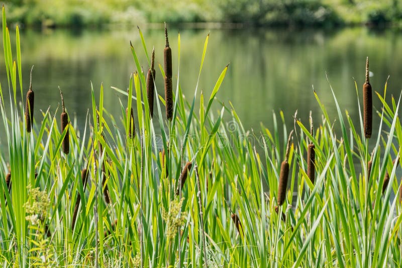 Wildes Gras Eines Stocks Auf Dem See Stockbild - Bild von teich, wild ...