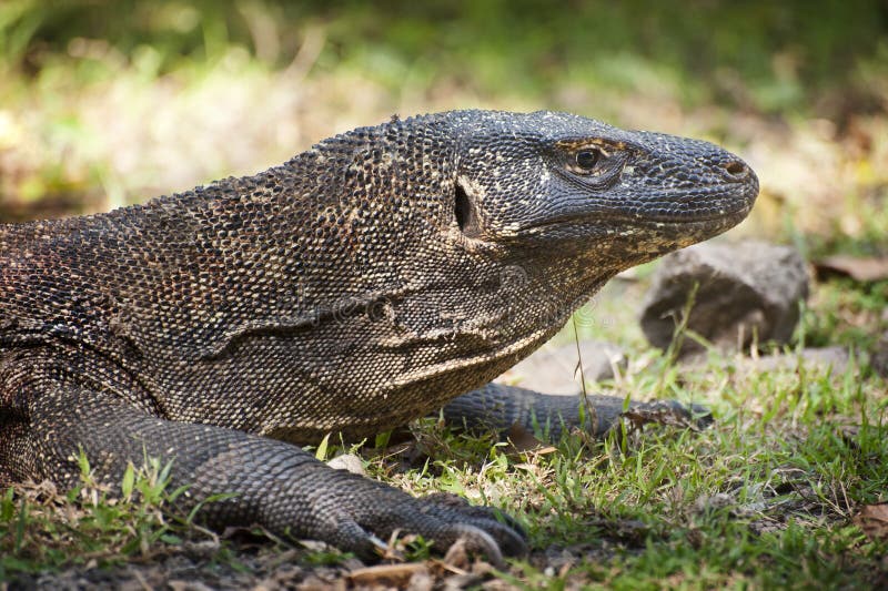 Komodowaran stockbild. Bild von nave, park, insel, gnadenlos - 28504233