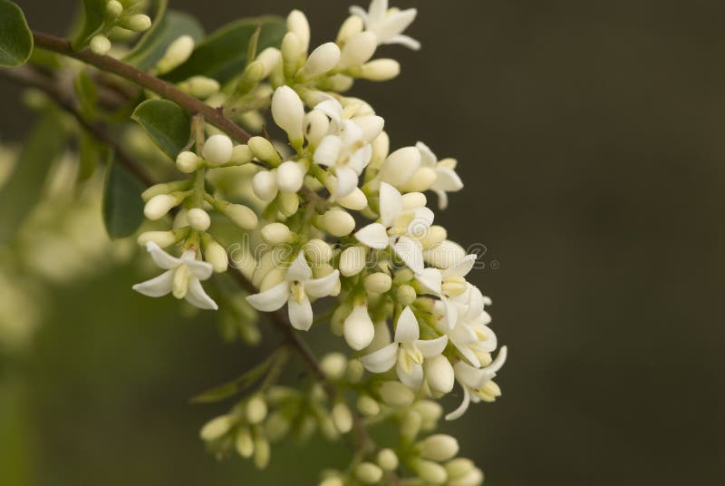 Wildes Liguster, Wilde-liguster, Ligustrum Vulgare Stockfoto - Bild von ...