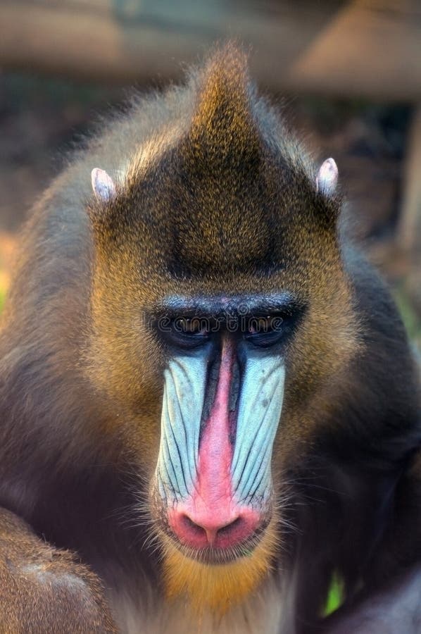Buntes Gesicht Des Mandrills Schauen Im Detail Stockfoto - Bild von ...
