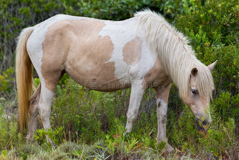 Wildes Pony Assateague Auf Dem Strand Stockfoto - Bild von säugetiere ...