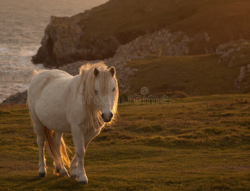 Wilde Waliser-Ponys stockbild. Bild von wild, wales, ozean - 13598841